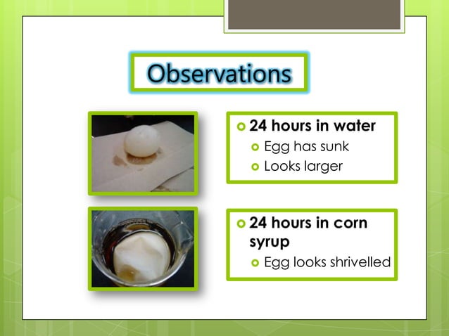 Egg osmosis experiment | PPT