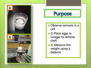 Egg osmosis experiment | PPT