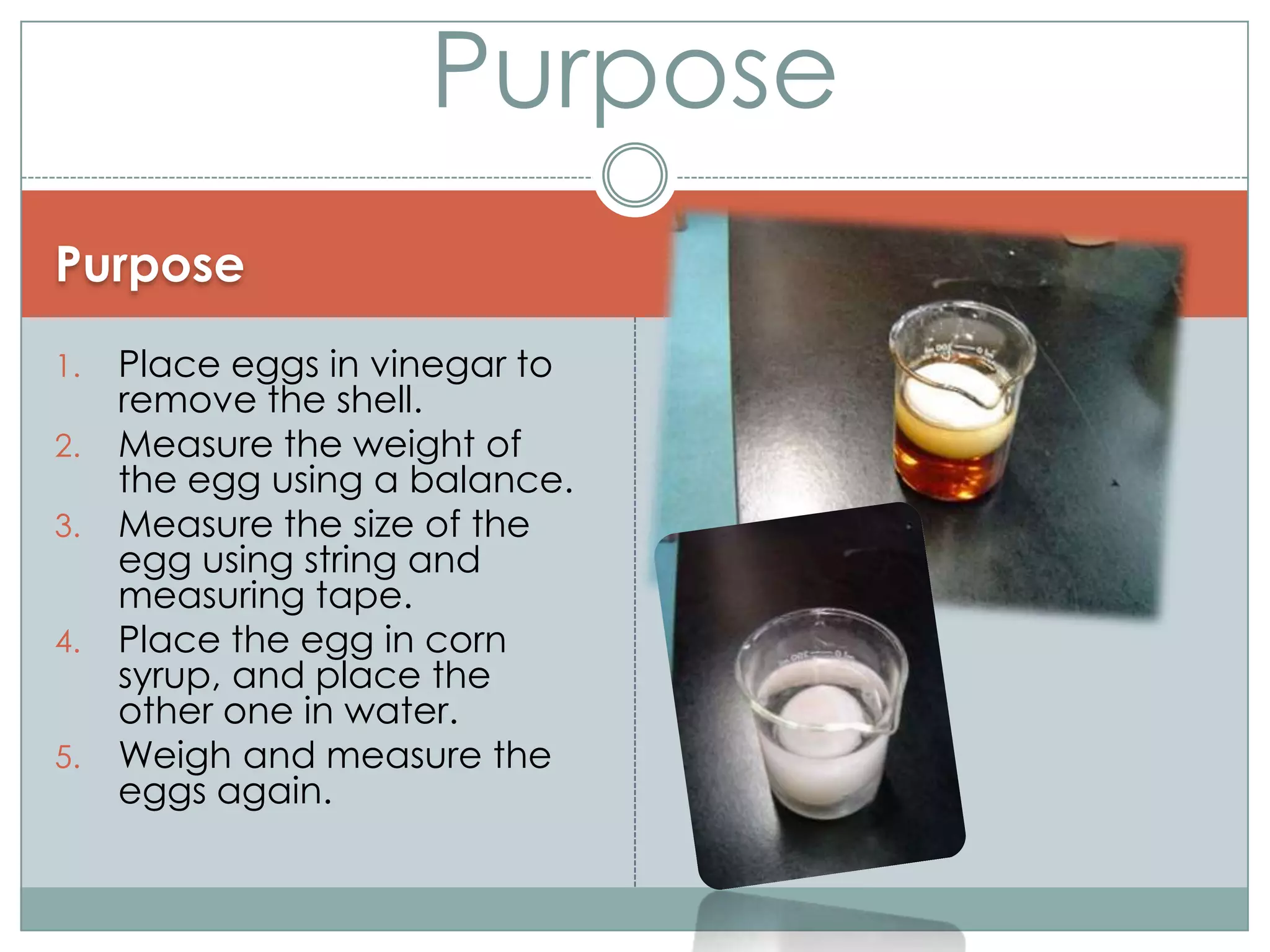 Egg osmosis experiment | PPT
