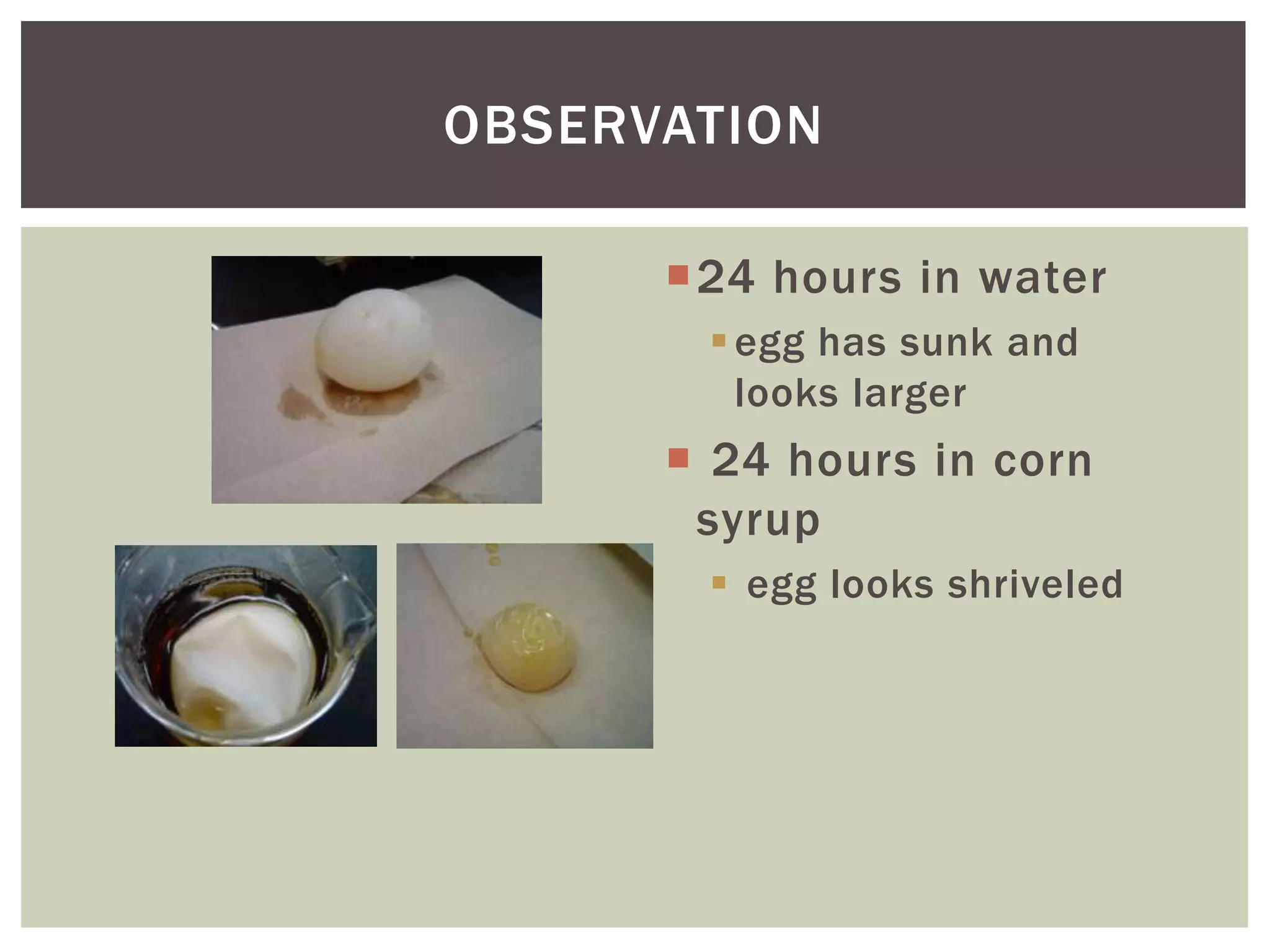 Egg osmosis experiment | PPTX