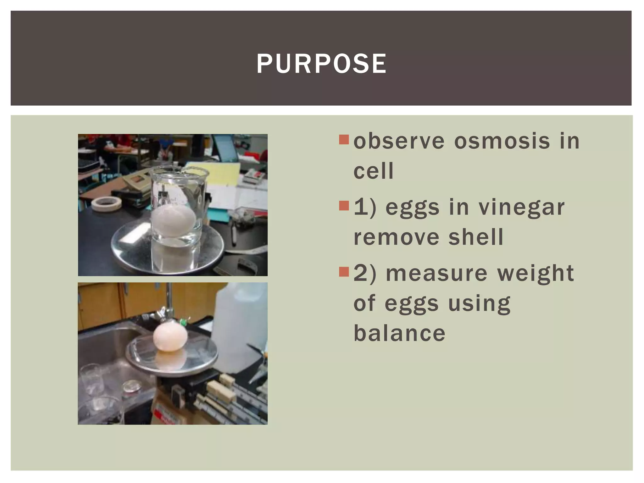 Egg osmosis experiment | PPTX