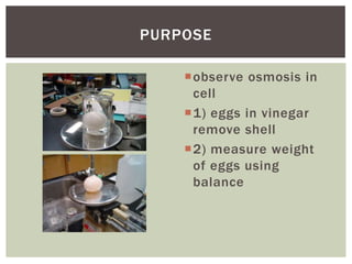 Egg osmosis experiment | PPTX