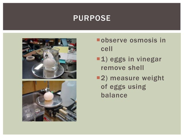 Egg osmosis experiment | PPTX
