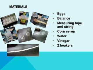 Egg osmosis experiment | PPT