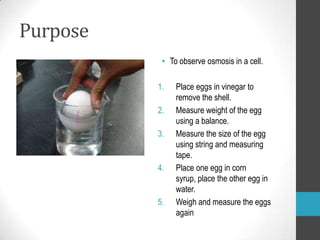 Egg osmosis experiment Shera 8-16 | PPTX