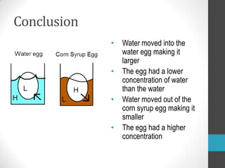 Egg osmosis experiment Shera 8-16 | PPTX