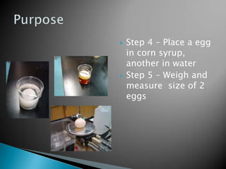 Egg osmosis experiment | PPTX