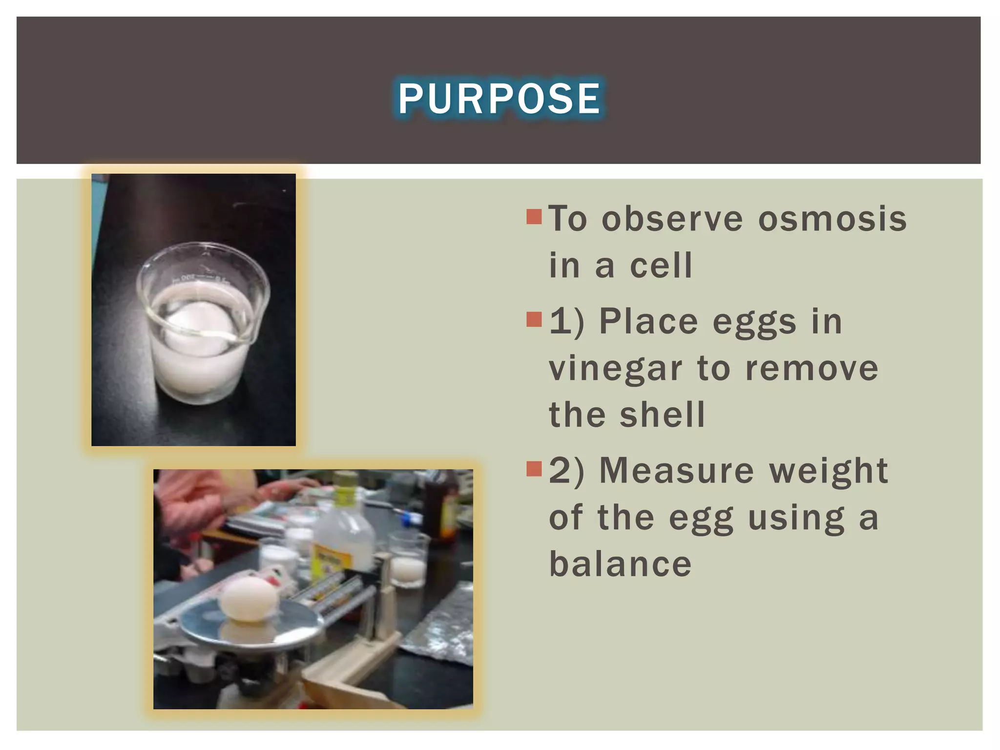 Egg osmosis experiment Jamodin | PPT