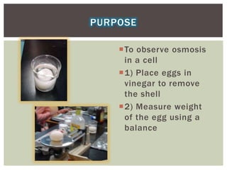 Egg osmosis experiment Jamodin | PPT