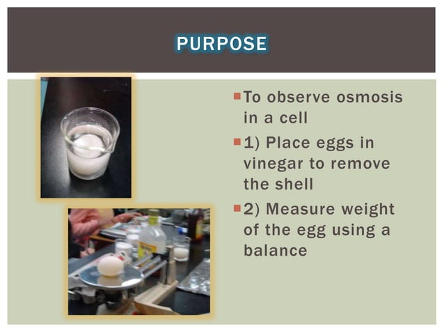 Egg osmosis experiment Jamodin | PPT