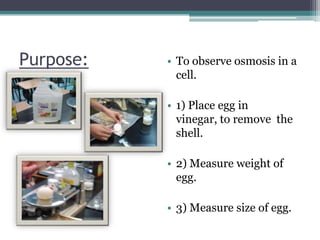 Kyanna Egg osmosis experiment | PPTX