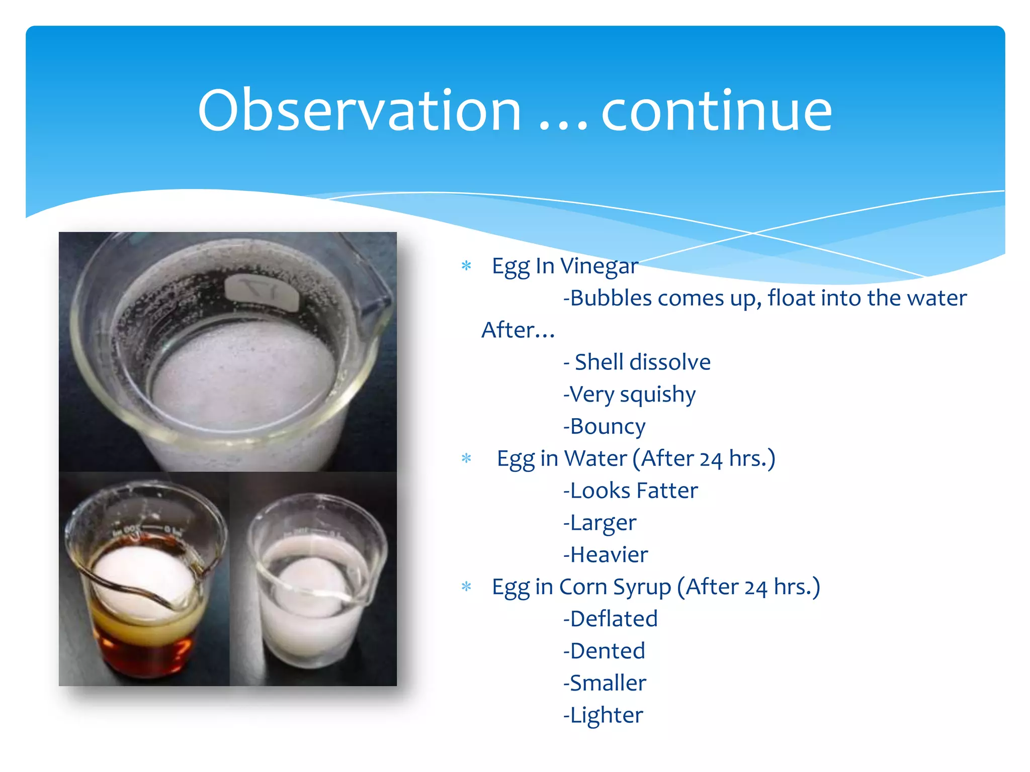 Marielle's Egg osmosis experiment | PPT