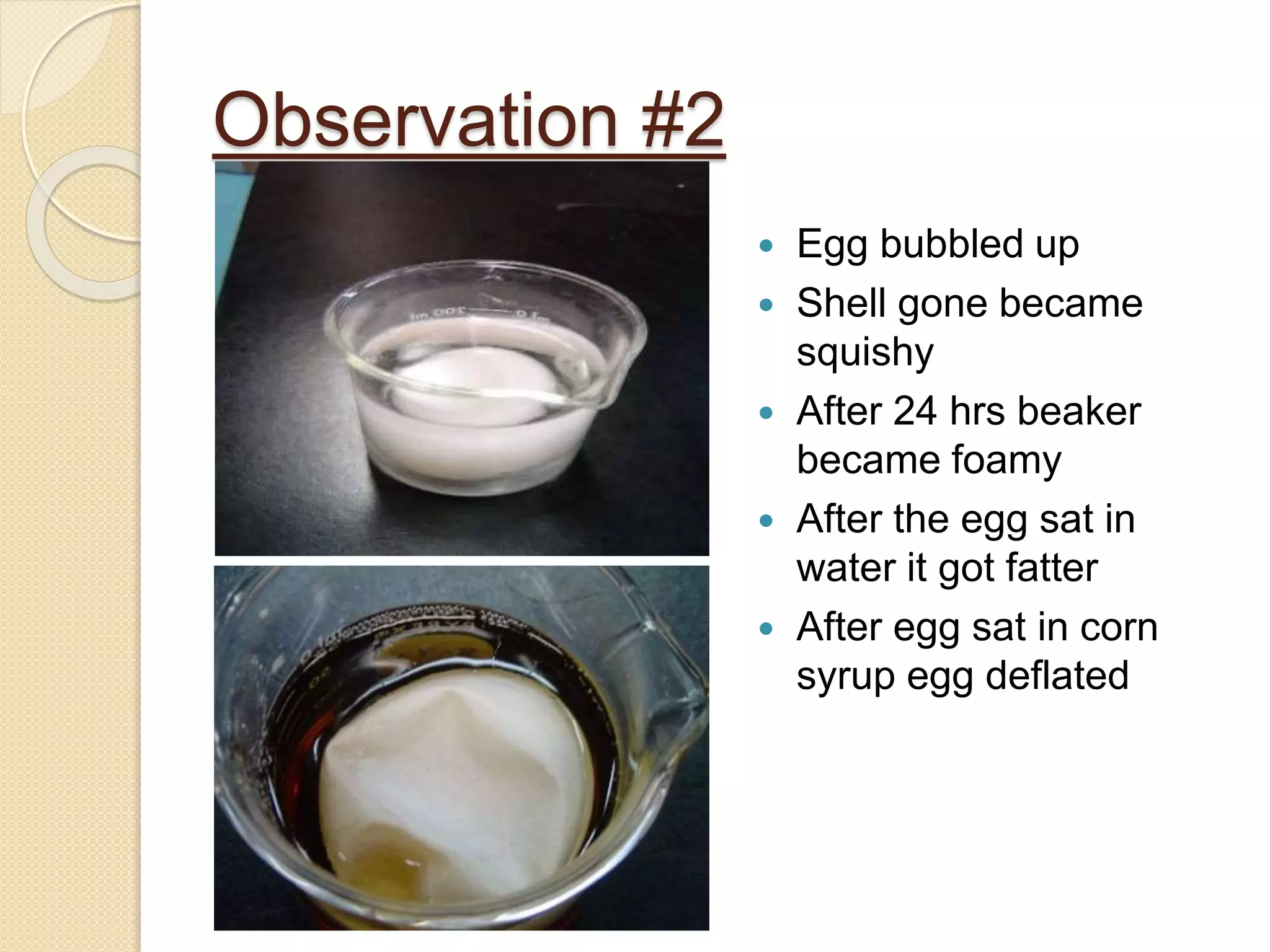Lance's Egg osmosis experiment | PPTX