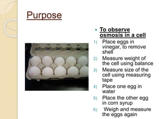 Lance's Egg osmosis experiment | PPTX