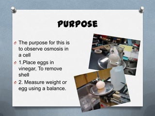Aaron's Egg osmosis experiment | PPT