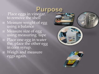 Liam's Egg osmosis experiment | PPT