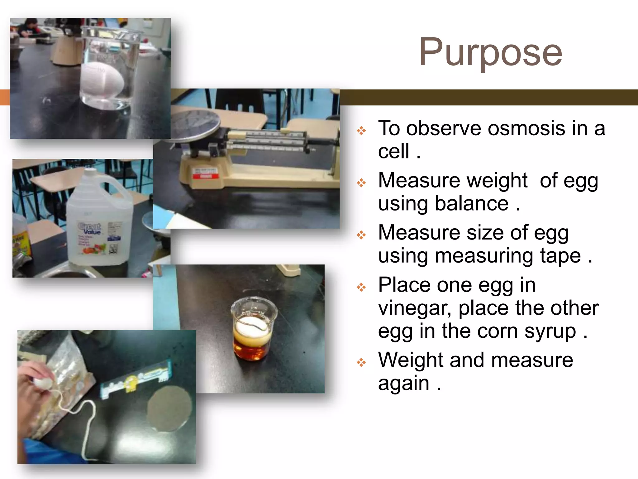 Nicole's Egg Osmosis Experiment | PPT