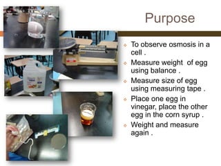 Nicole's Egg Osmosis Experiment | PPT