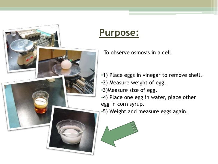 Kim s Egg Osmosis Experiment kim-s-egg-osmosis-experiment