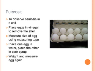 Alexia,Egg osmosis experiment | PPT