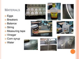 Alexia,Egg osmosis experiment | PPT