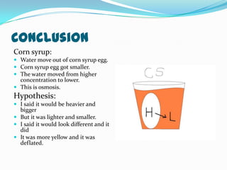 Nathans Egg osmosis experiment | PPTX
