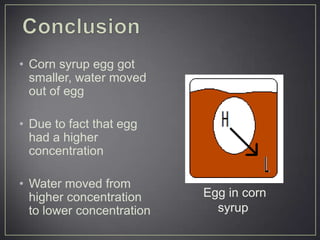 Samantha's Egg osmosis experiment | PPTX