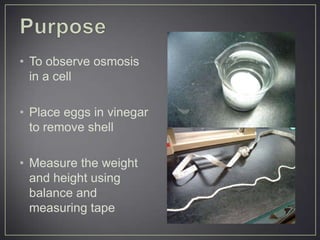 Samantha's Egg osmosis experiment | PPT