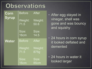Samantha's Egg osmosis experiment | PPTX