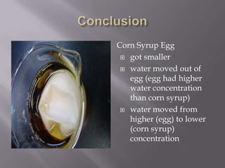 Norien's Egg Osmosis Experiment | PPTX