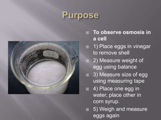 Norien's Egg Osmosis Experiment | PPT