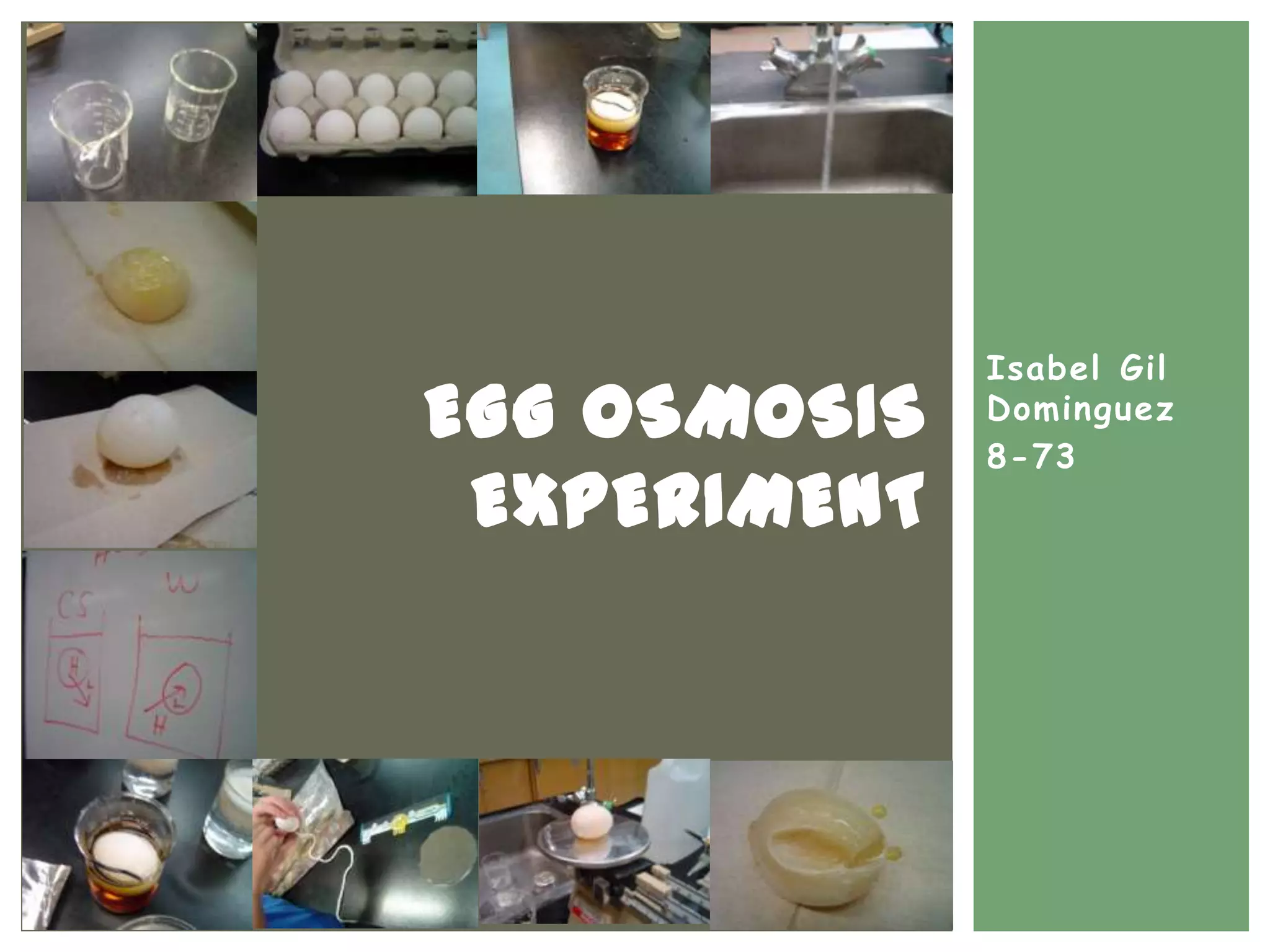 Isabel's Egg osmosis experiment | PPTX | Chemistry | Science