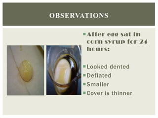 Isabel's Egg osmosis experiment | PPTX