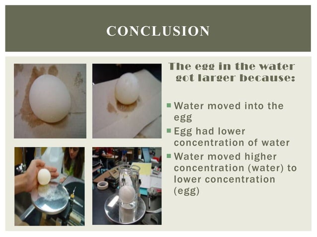 Isabel's Egg osmosis experiment | PPTX