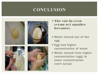 Isabel's Egg osmosis experiment | PPTX