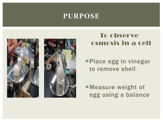 Isabel's Egg osmosis experiment | PPTX | Chemistry | Science