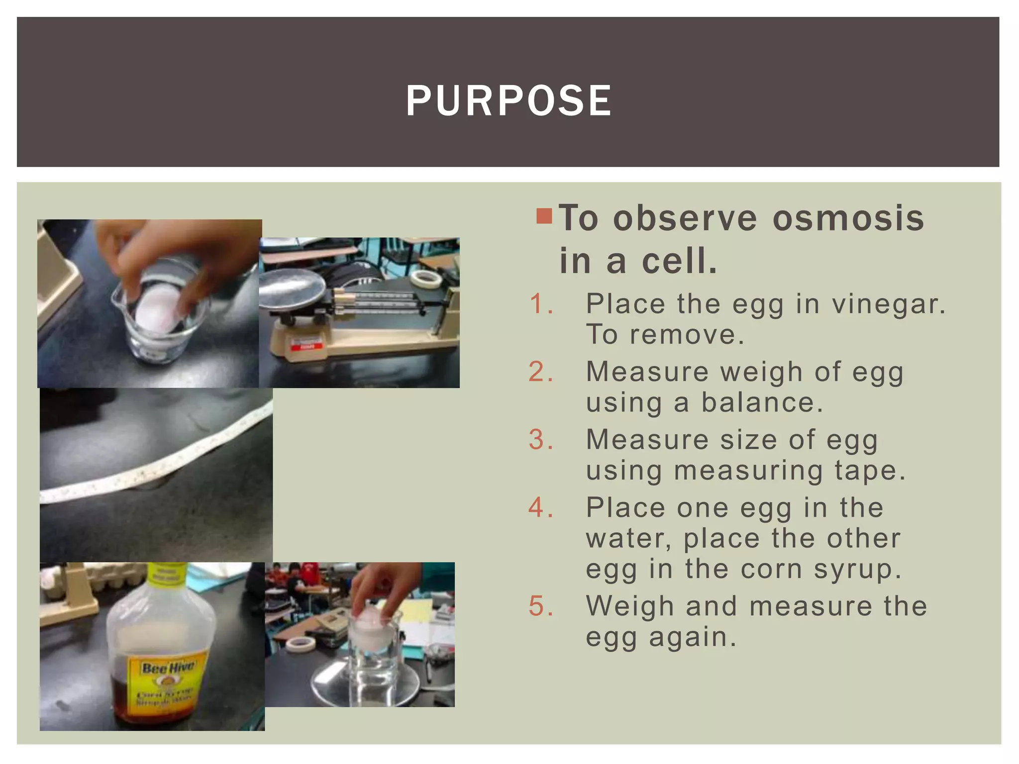 Joy's Egg osmosis experiment | PPT