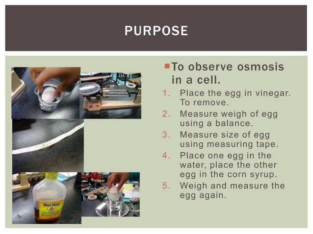 Joy's Egg osmosis experiment | PPT