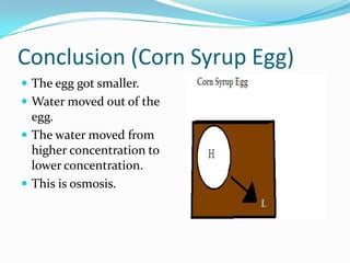 Marlo's Egg osmosis experiment | PPTX
