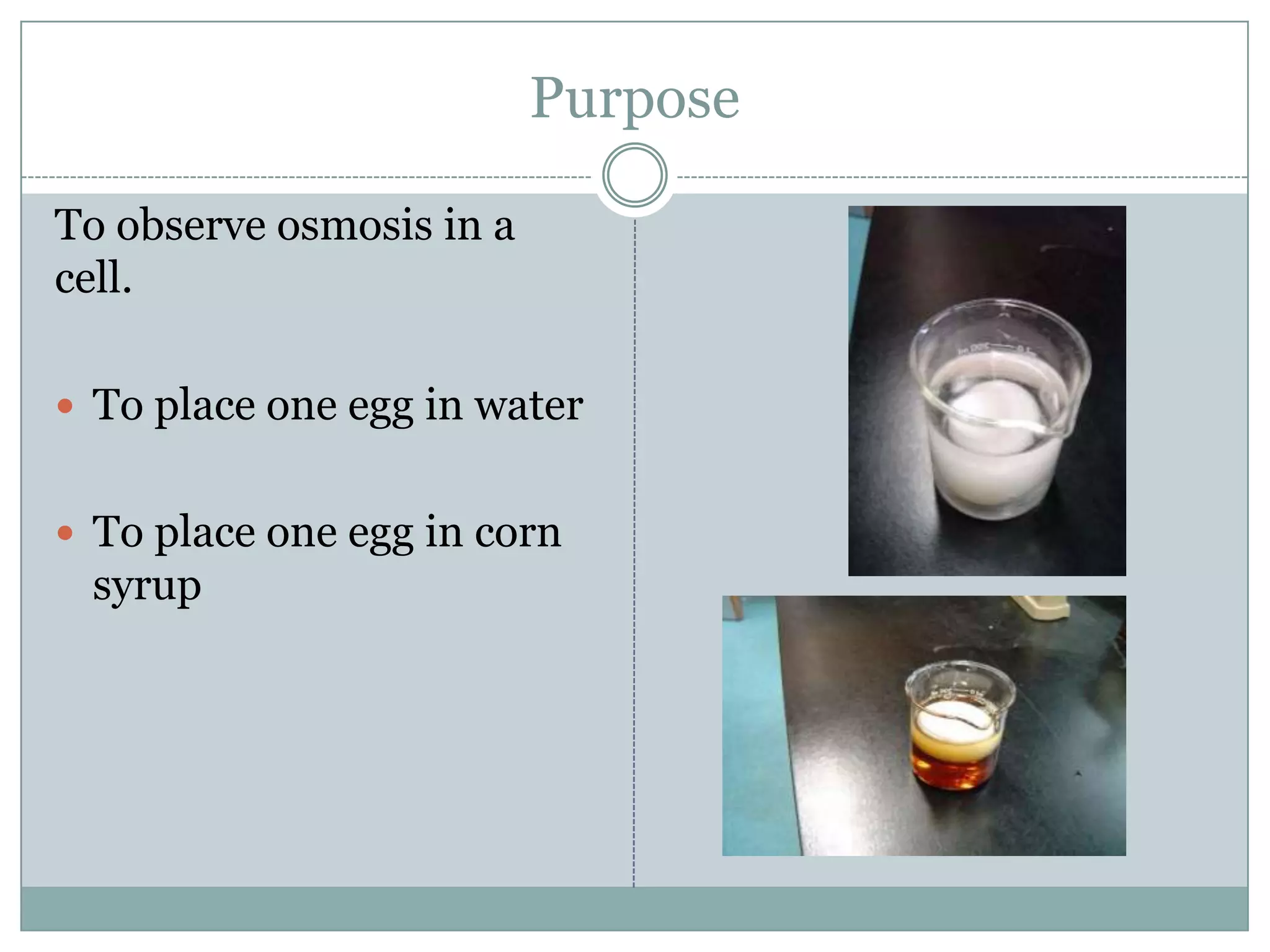 Joanna Egg osmosis experiment | PPTX | Chemistry | Science