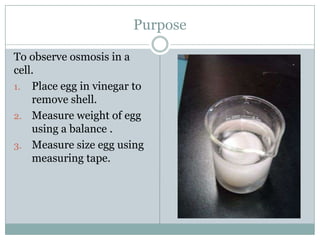 Joanna Egg osmosis experiment | PPTX | Chemistry | Science