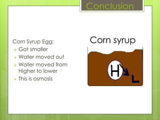 Camille's Egg osmosis experiment 873 | PPT
