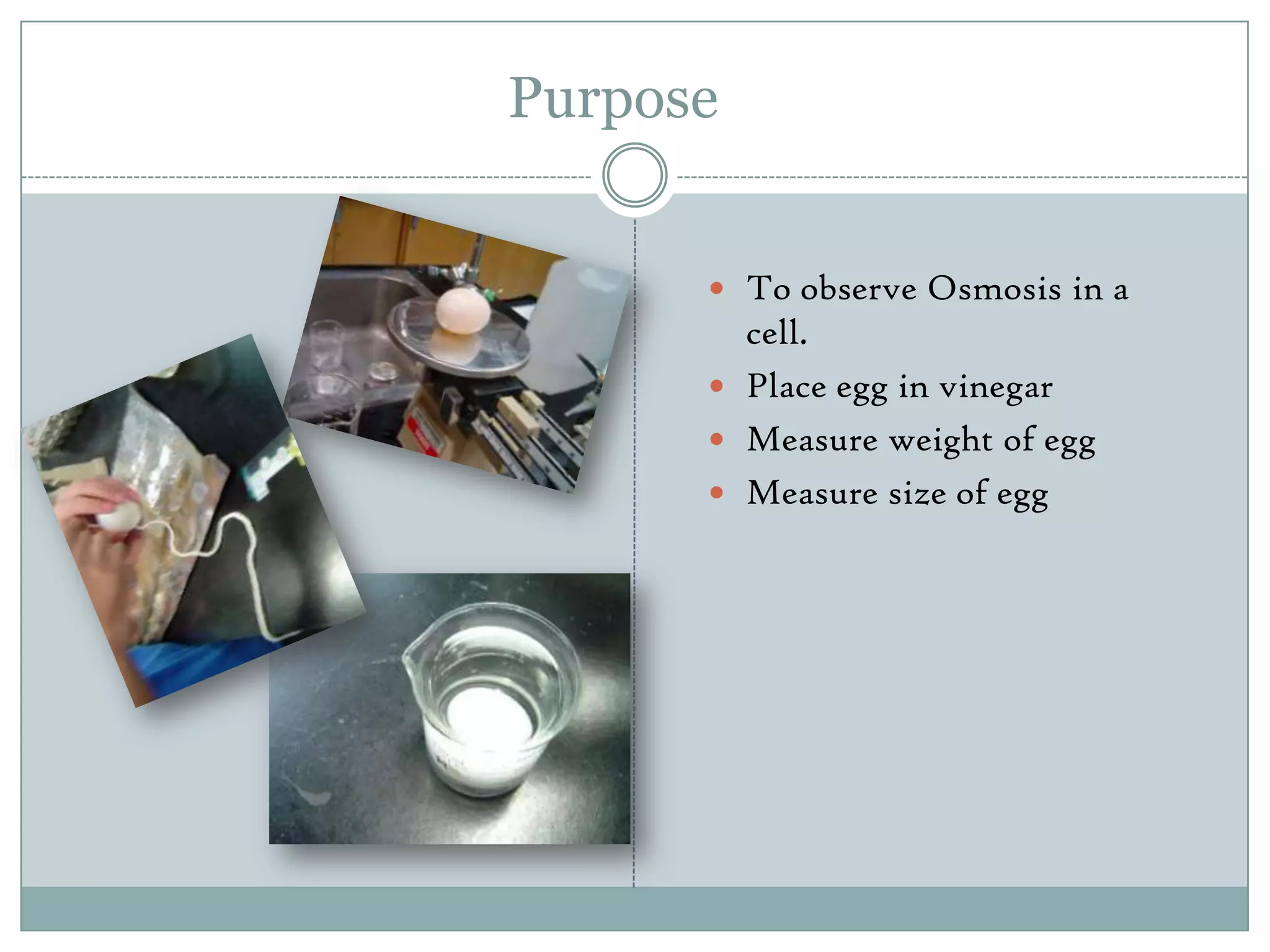 daphne's egg osmosis experiment | PPTX | Chemistry | Science