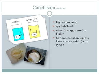 daphne's egg osmosis experiment | PPTX