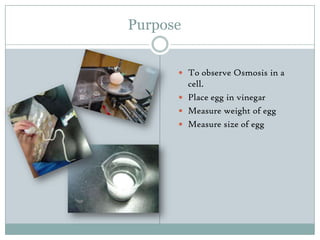 daphne's egg osmosis experiment | PPTX | Chemistry | Science