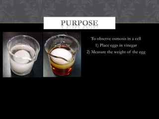 Irena Egg osmosis experiment | PPT