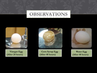 Irena Egg osmosis experiment | PPT