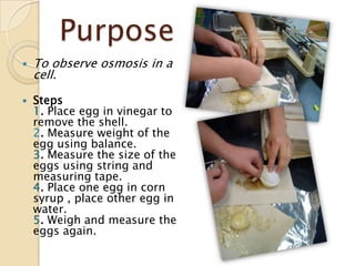 Sarissa Lloyd 8-16 Egg osmosis experiment powerpoint | PPTX