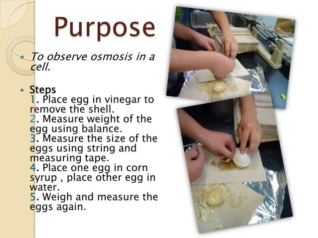 Sarissa Lloyd 8-16 Egg osmosis experiment powerpoint | PPTX