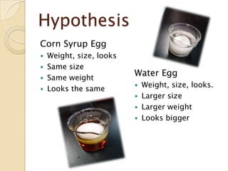 Sarissa Lloyd 8-16 Egg osmosis experiment powerpoint | PPTX